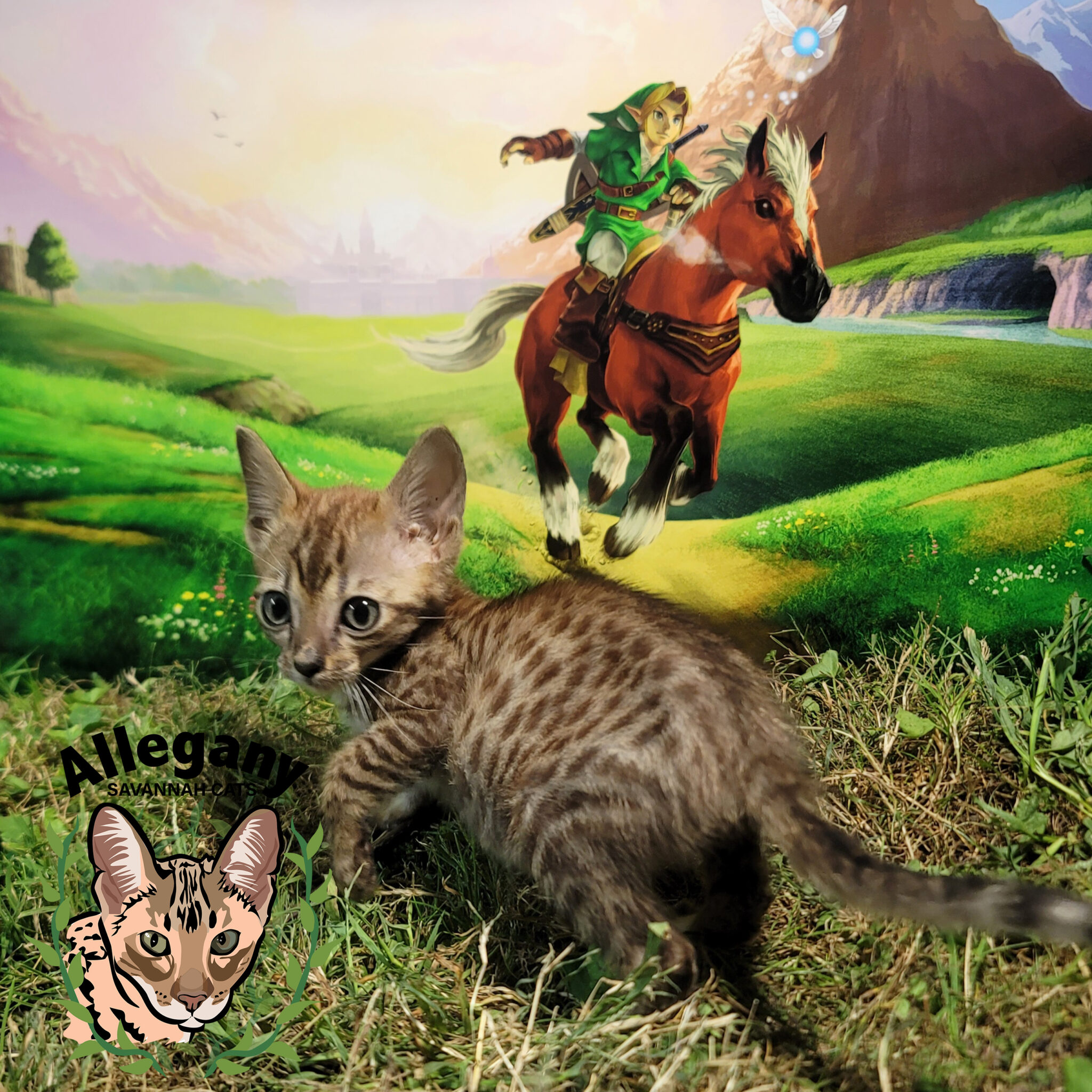 F4 4 – Allegany Savannah Cats